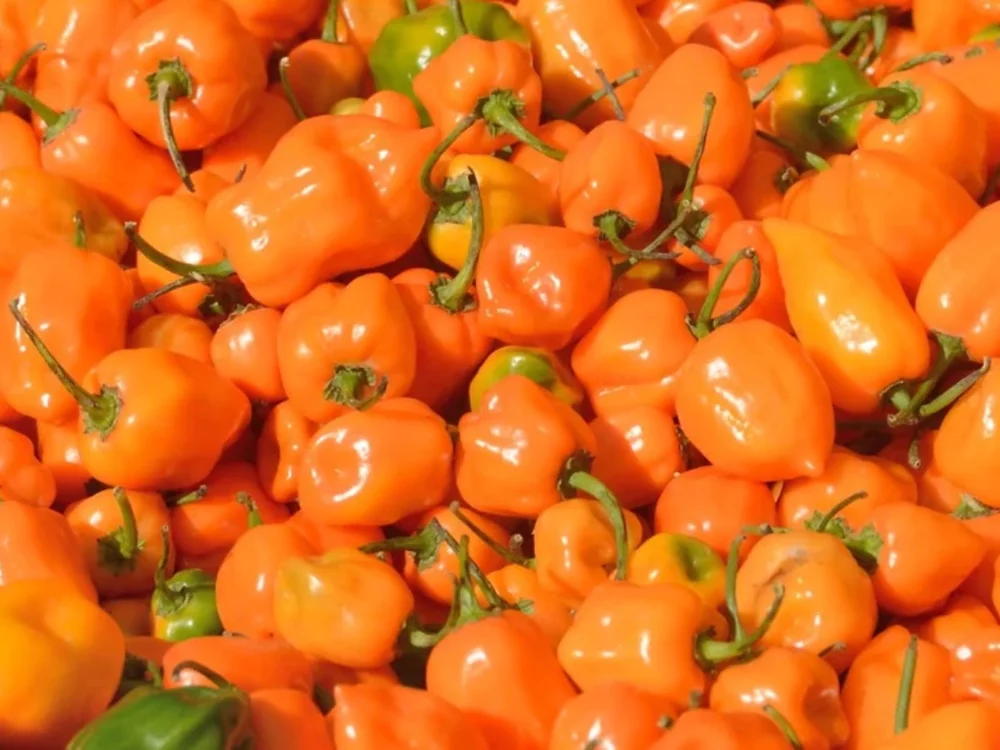 Frozen African Hot Pepper – Lulu's International Food Market